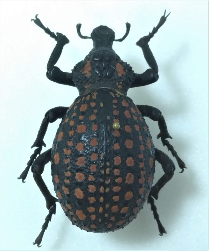 【昆虫標本】アフリカの岩のようなゾウムシ (Brachycerus ornatus) | ヴンダーカンマーへの小道